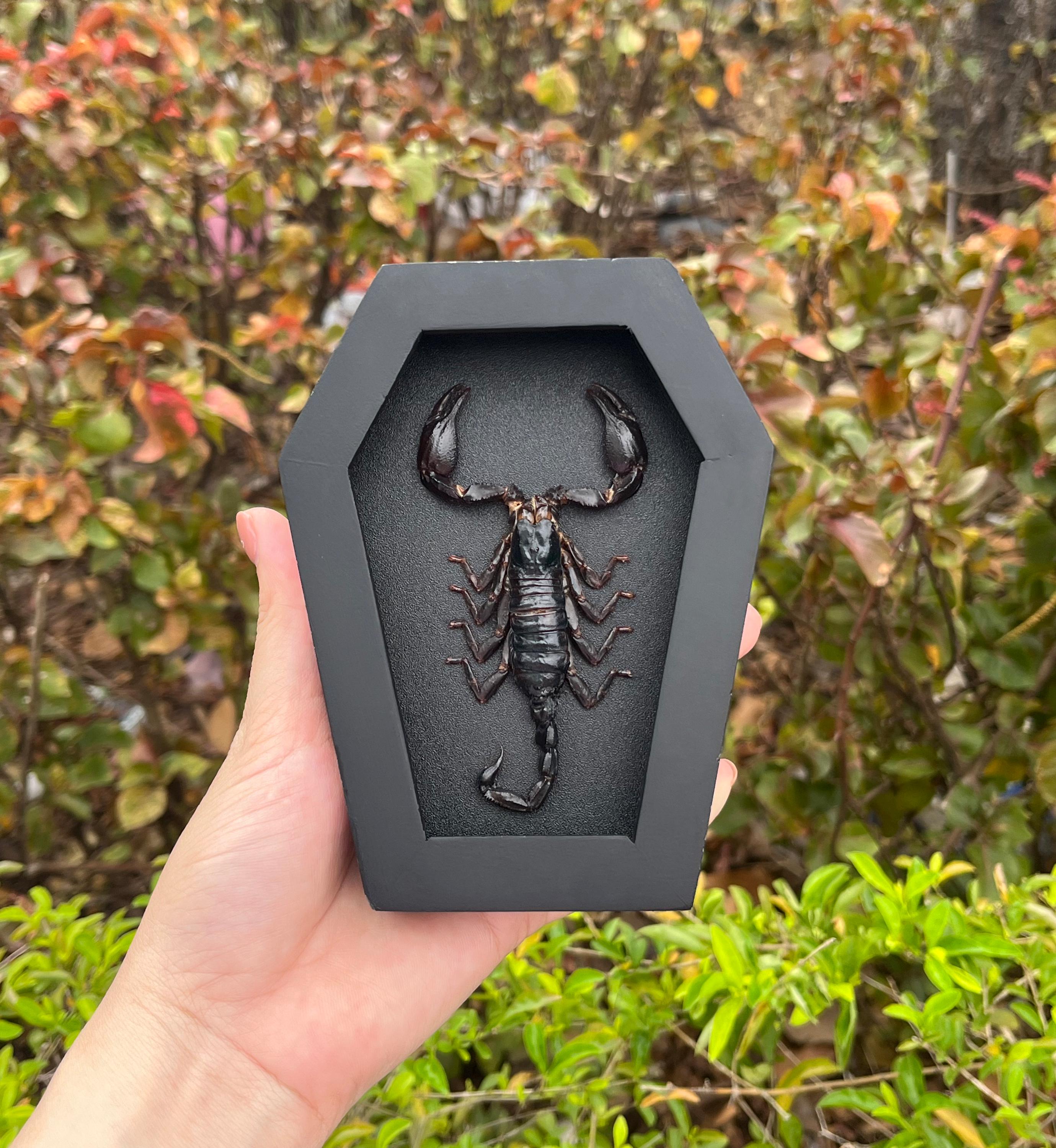 Scorpion Coffin Shadow Box, Insect Frame Taxidermy Curiosities Wall ...