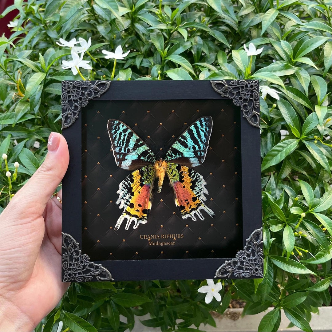 Gothic Decor Real Sunset Moth Shadow Box Insect Taxidermy Framed Wall ...