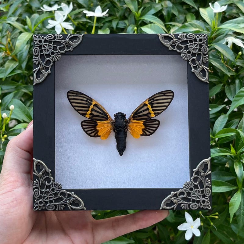 Taxadermy Bugs in Frames - Etsy