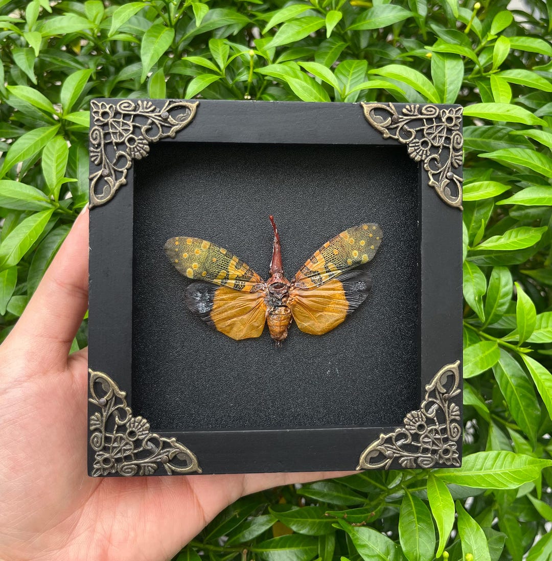 Real Lanternfly Framed Insect Taxidermy Dried Bugs in Black Display Box ...