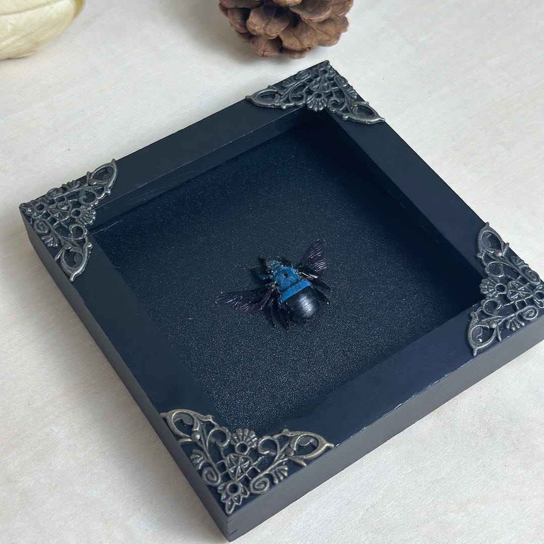 Frame Gothic Art Decor Real Blue Carpenter Bee Insect Bug Taxidermy ...