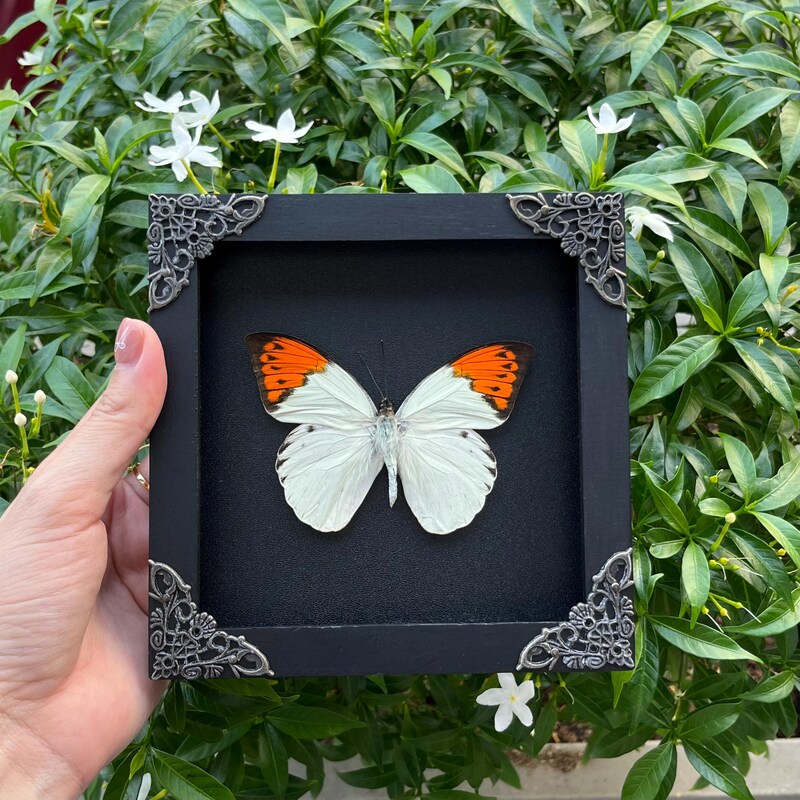 Framed Butterflies - Etsy