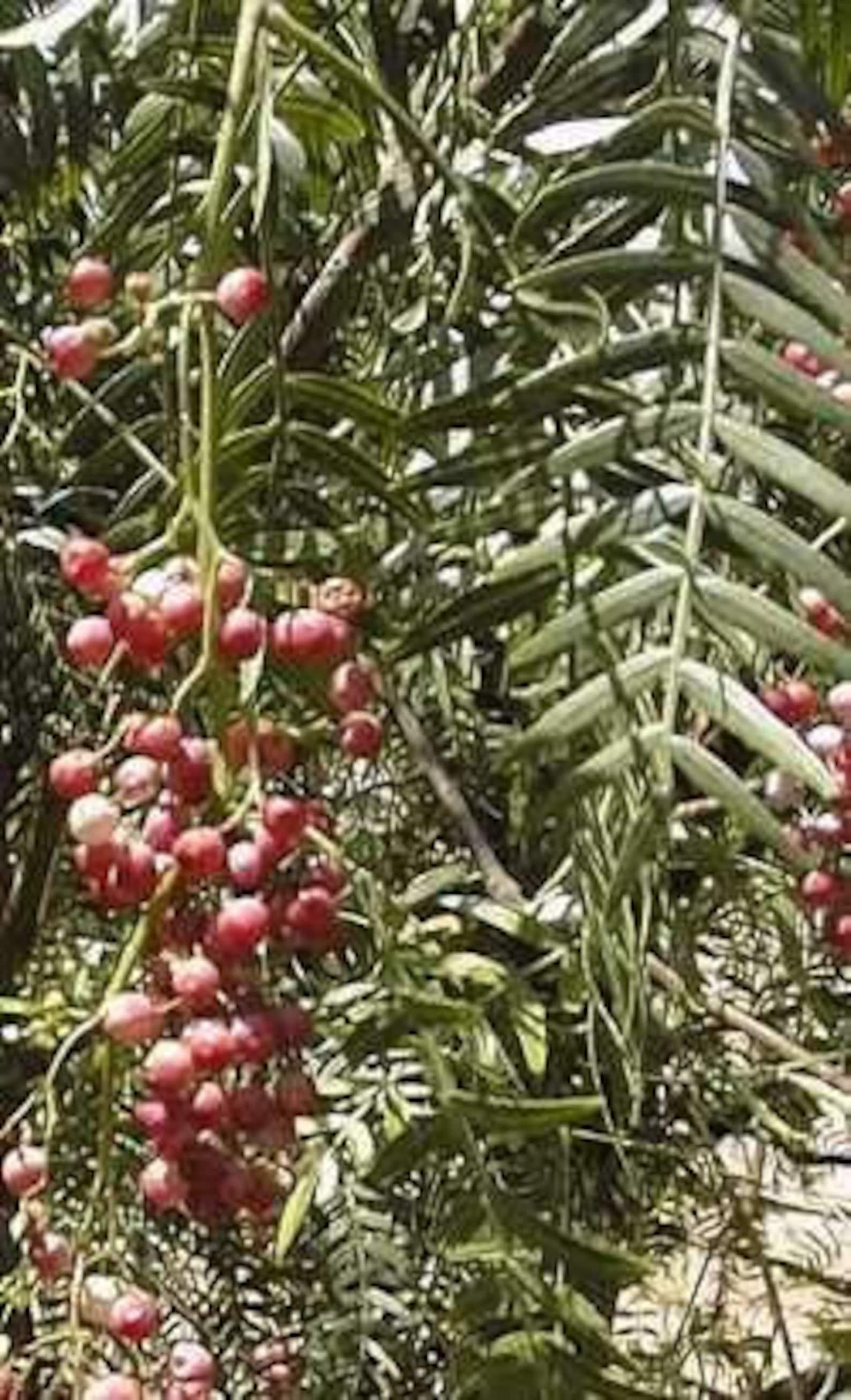 Wild California Pepper Tree Leaves: Wedding Greenery, Eco Printing ...