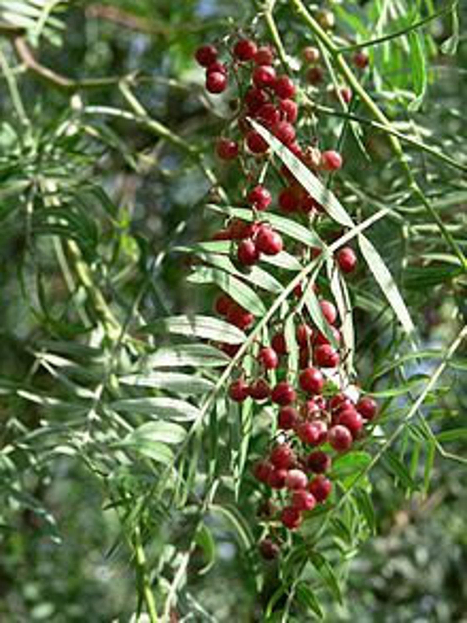 Wild California Pepper Tree Leaves: Wedding Greenery, Eco Printing ...
