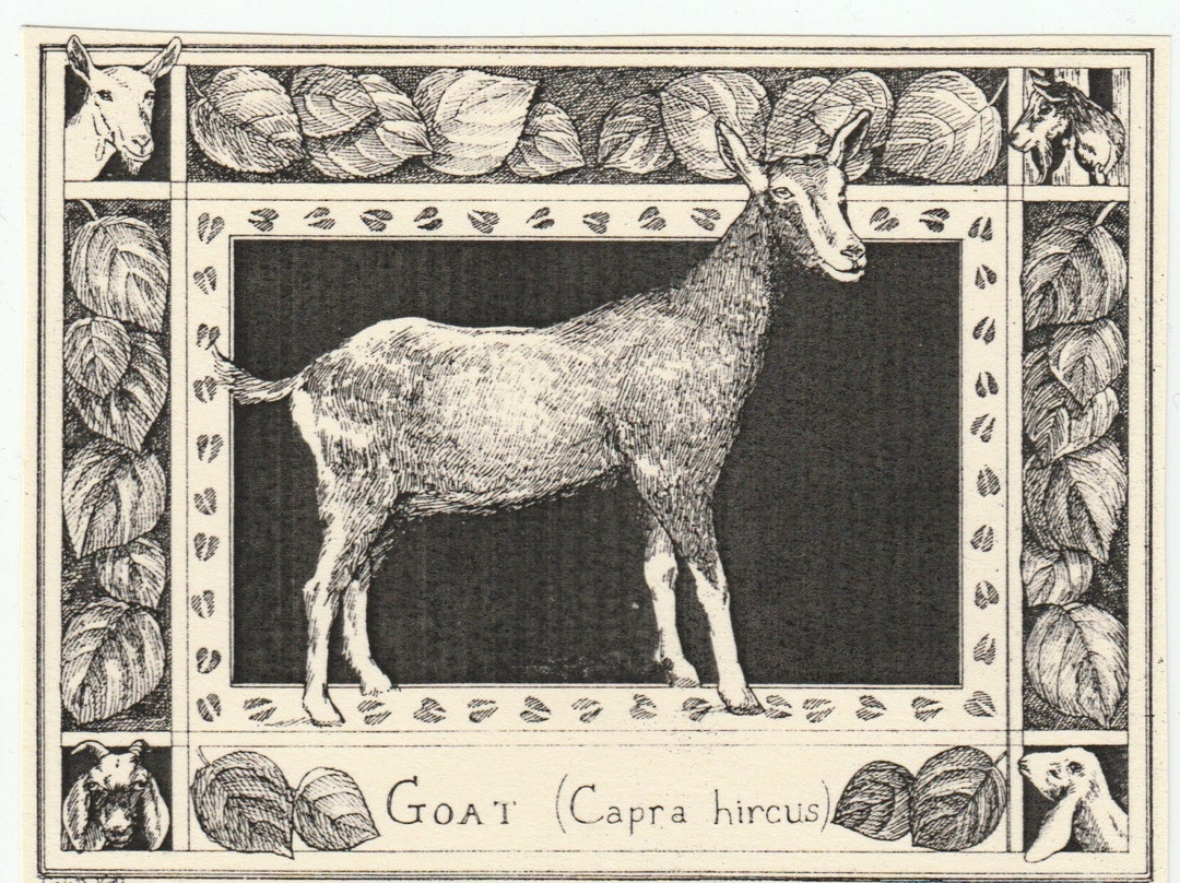 Goat-this 6-pack of Blank, Ivory Cards With Matching Envelopes Features ...
