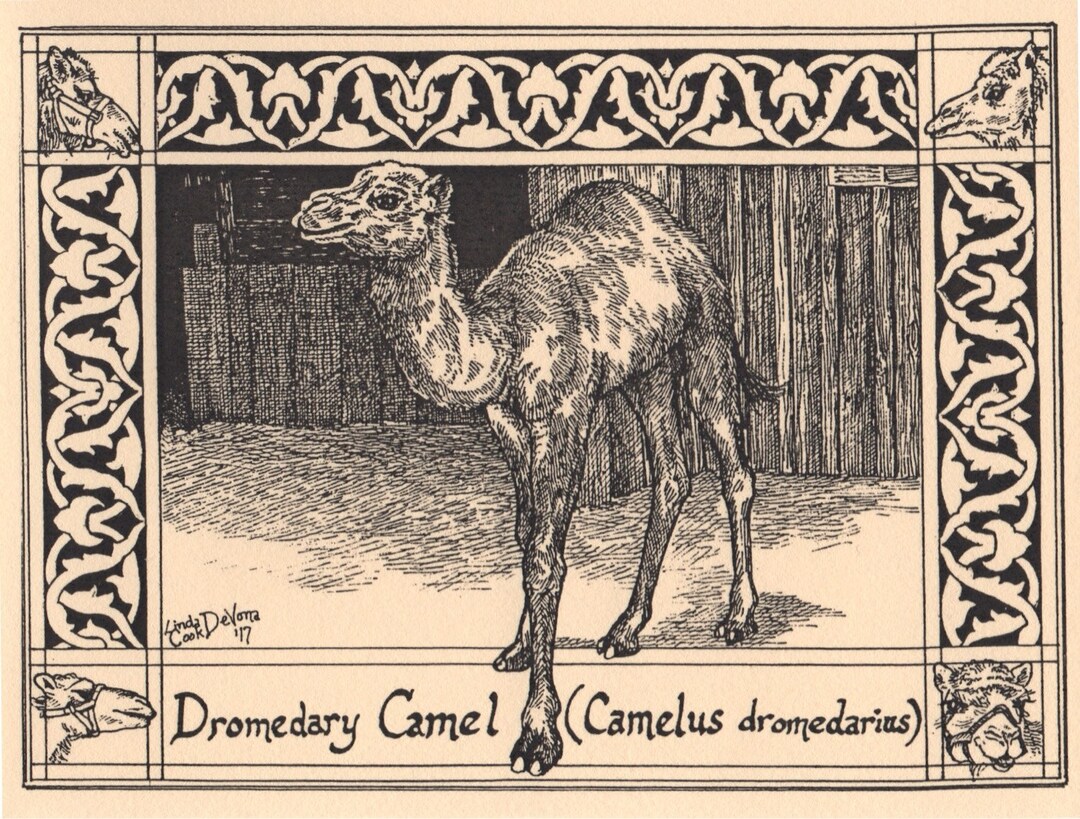 Camel Notecards: 6-pack of Blank, Ivory Dromedary Camel Cards With ...