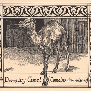 Camel Notecards: 6-pack of Blank Ivory Dromedary Camel Cards - Etsy Canada