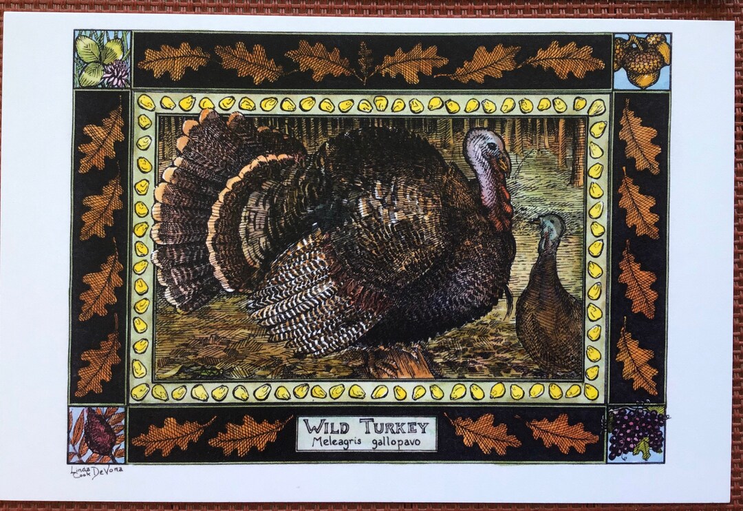 Wild Turkey- Set of 4 Colored Postcards on Heavy Cardstock of Wild ...