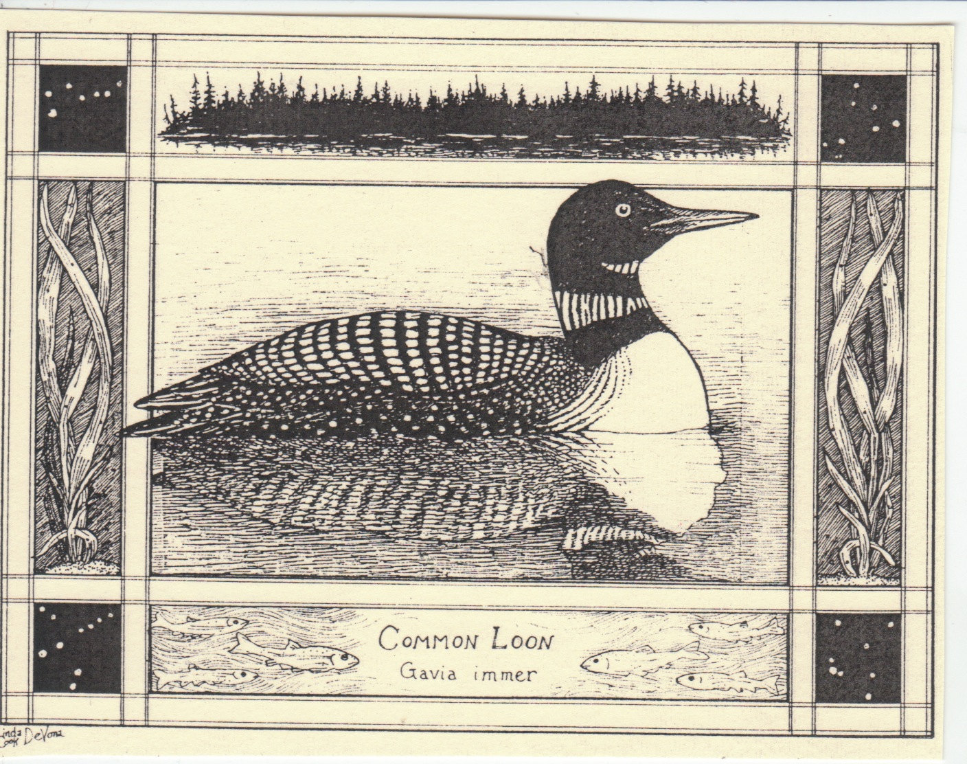 Common Loon-this 6-pack of Blank Ivory Cards W/envelopes - Etsy Sweden