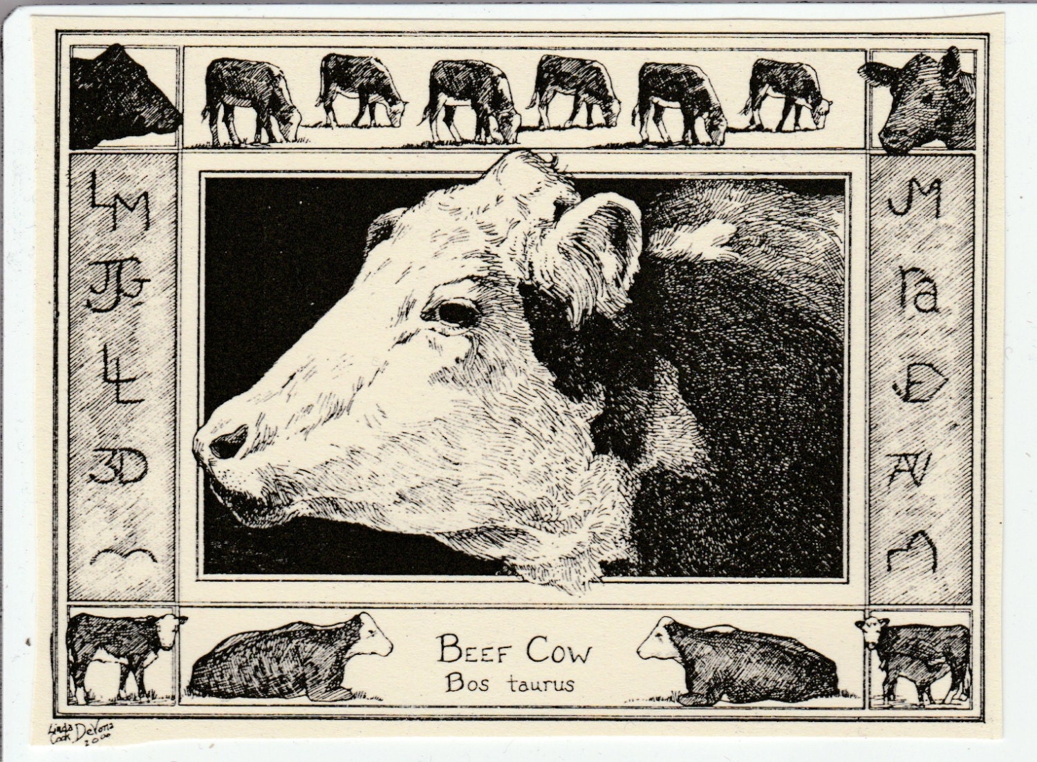 Beef Cattle Drawing