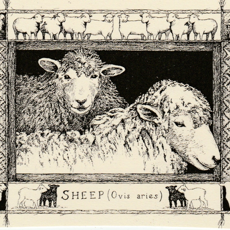 Sheep Stamp - Etsy