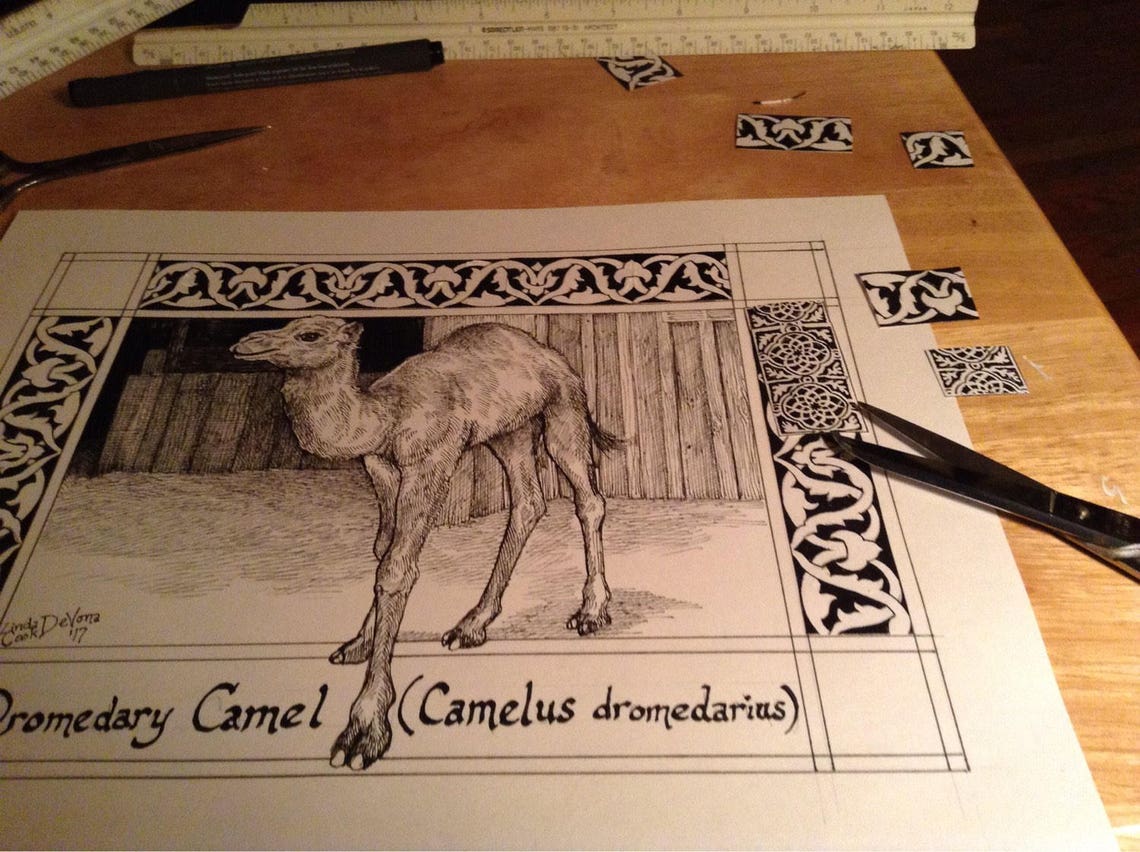 Camel Notecards: 6-pack of Blank Ivory Dromedary Camel Cards - Etsy Canada