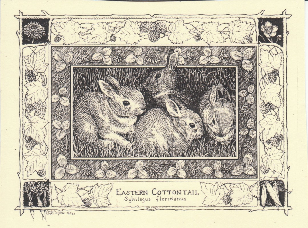 Eastern Cottontail Bunnies- This 6-pack of Cards With Matching ...