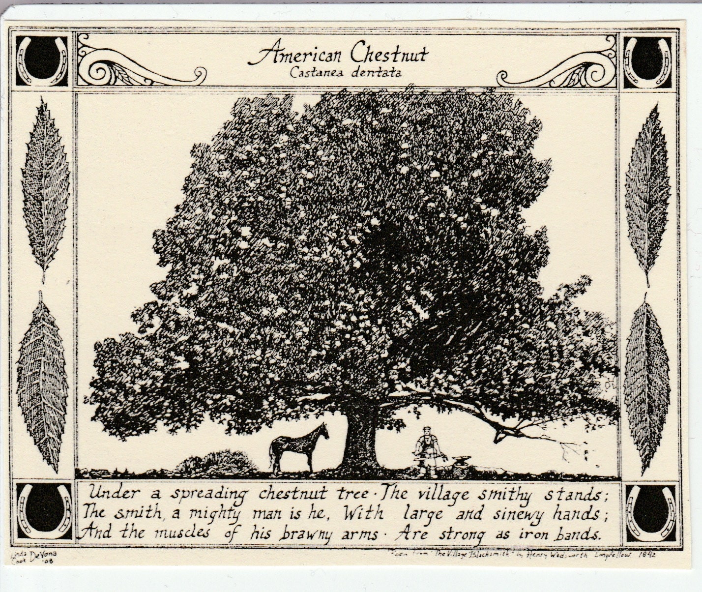 Chestnut Tree Drawing