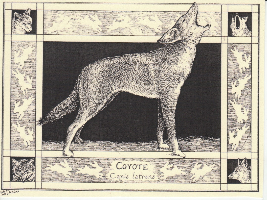 Coyote (canis Latrans)-this 6-pack of Blank, Ivory Cards W/envelopes ...
