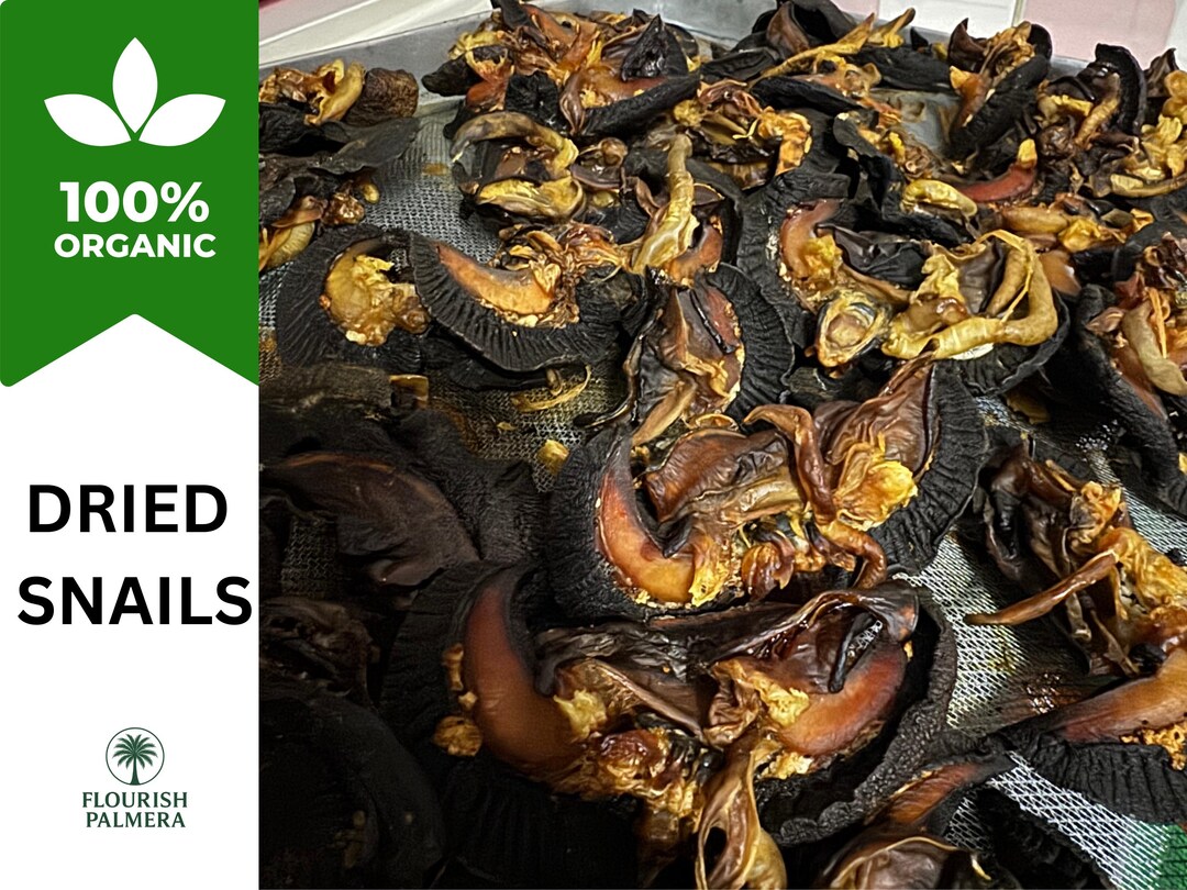 Oven Dried Snails (5pcs) - Well Dried - Etsy