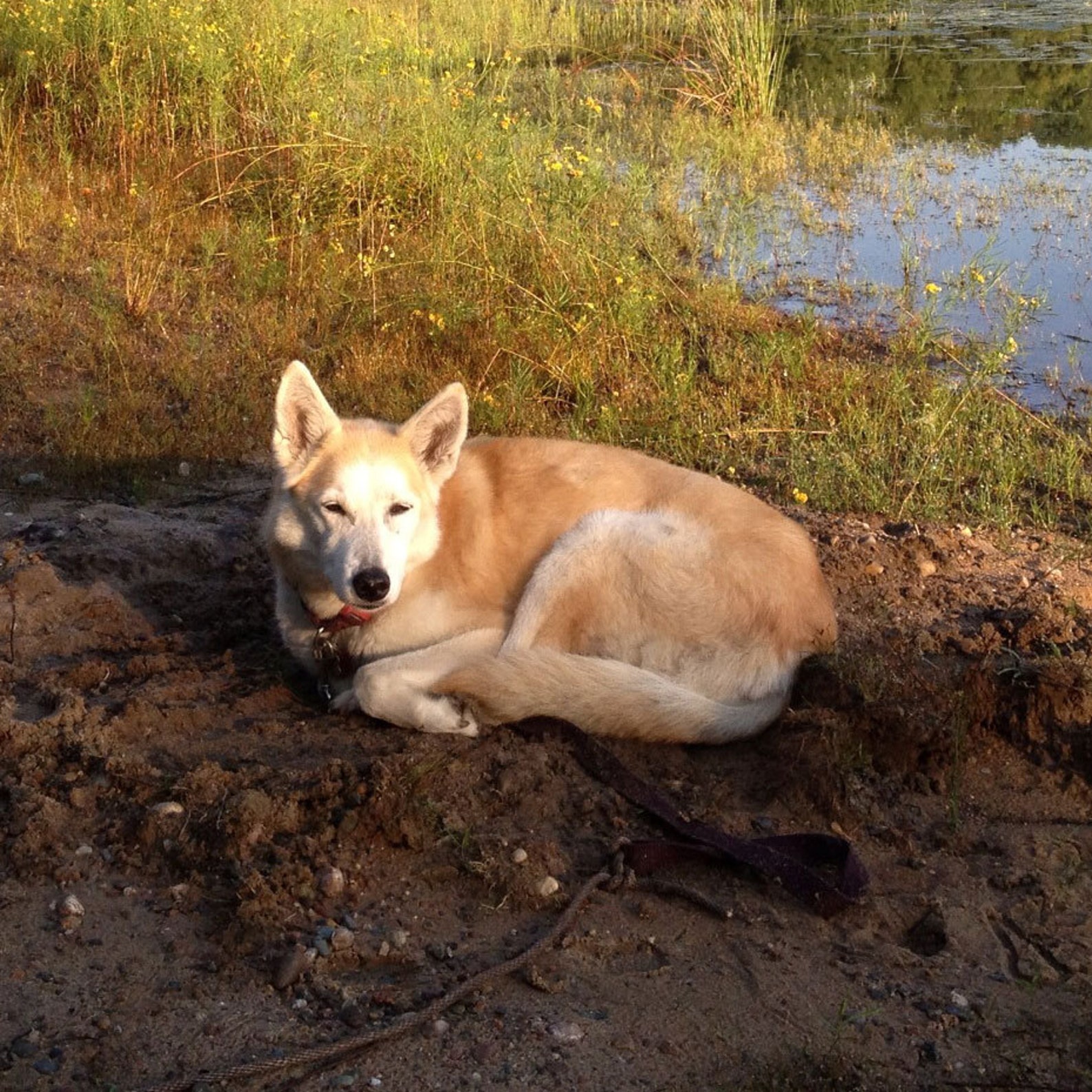 Custom Beaded Mini Dog Portrait Framed Bead Embroidery - Etsy