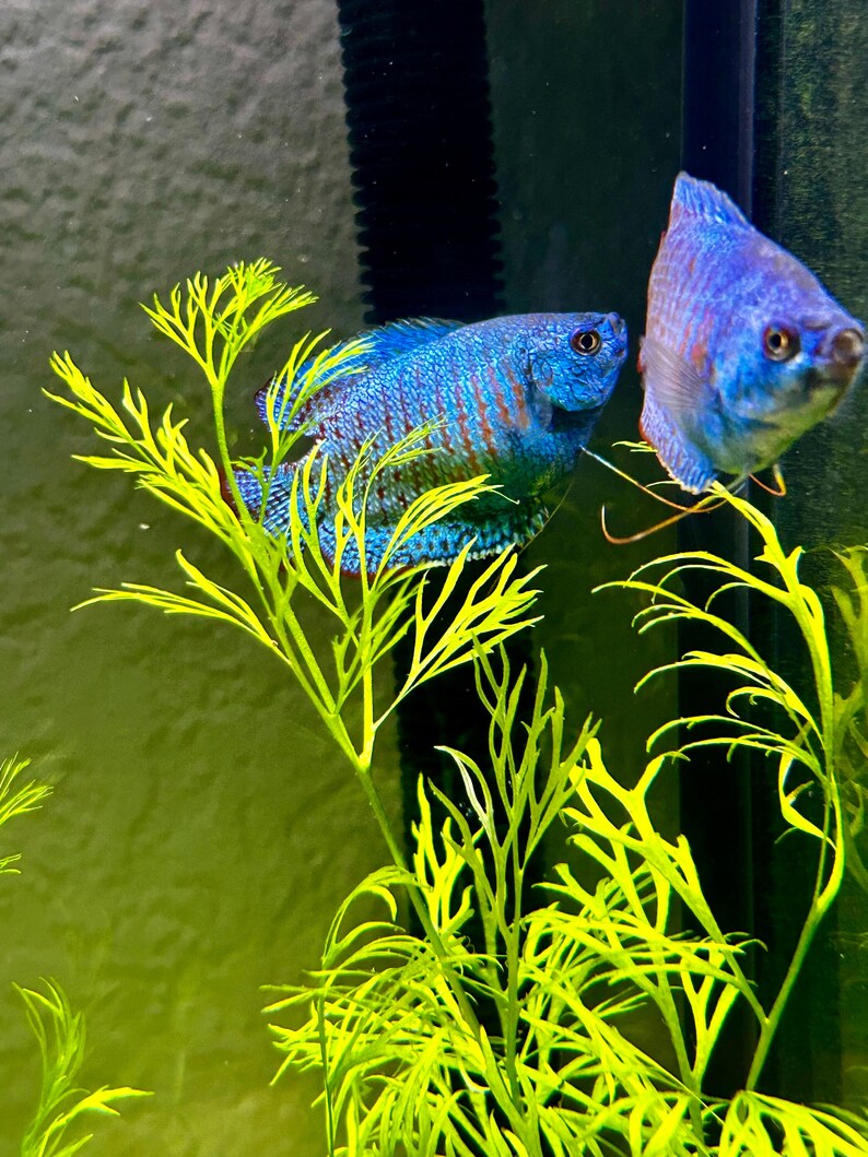 Live Aquarium Plants-water Sprite - Etsy