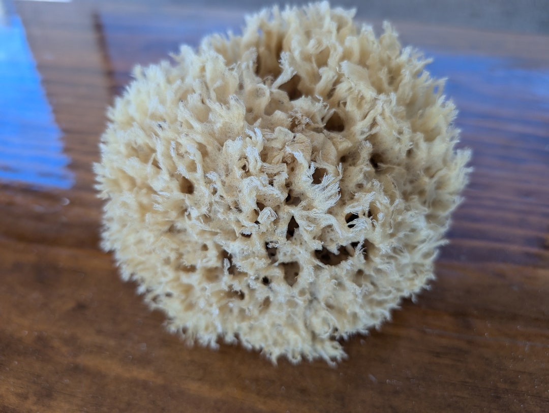 Large Full Form 4-6 Inch Wool Sea Sponge for Bath or Kitchen From the ...