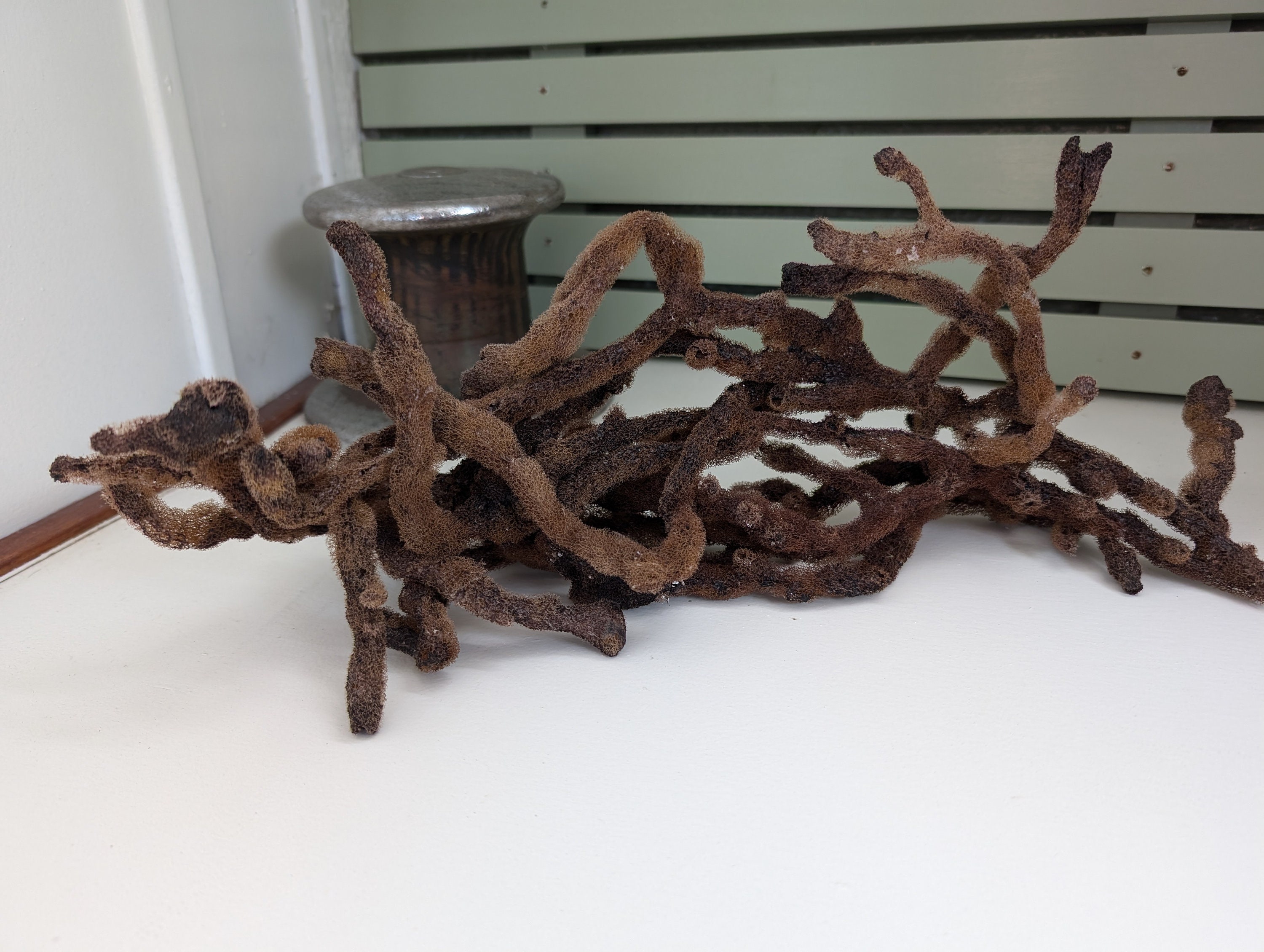 Long Decorative Finger Sea Sponge Fresh From Florida Free Shipping - Etsy