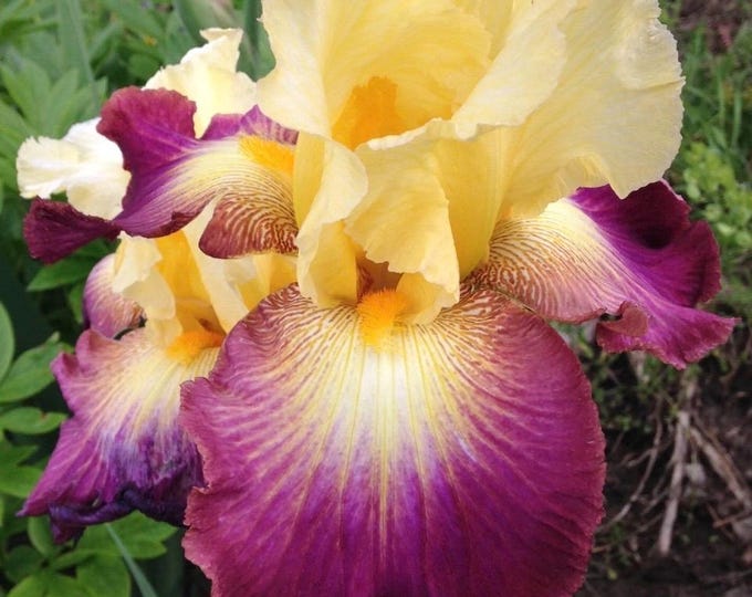 Bearded Iris, Iris Rhizomes Mixed Lot. Live Plants. Mixed Colors. 10 ...