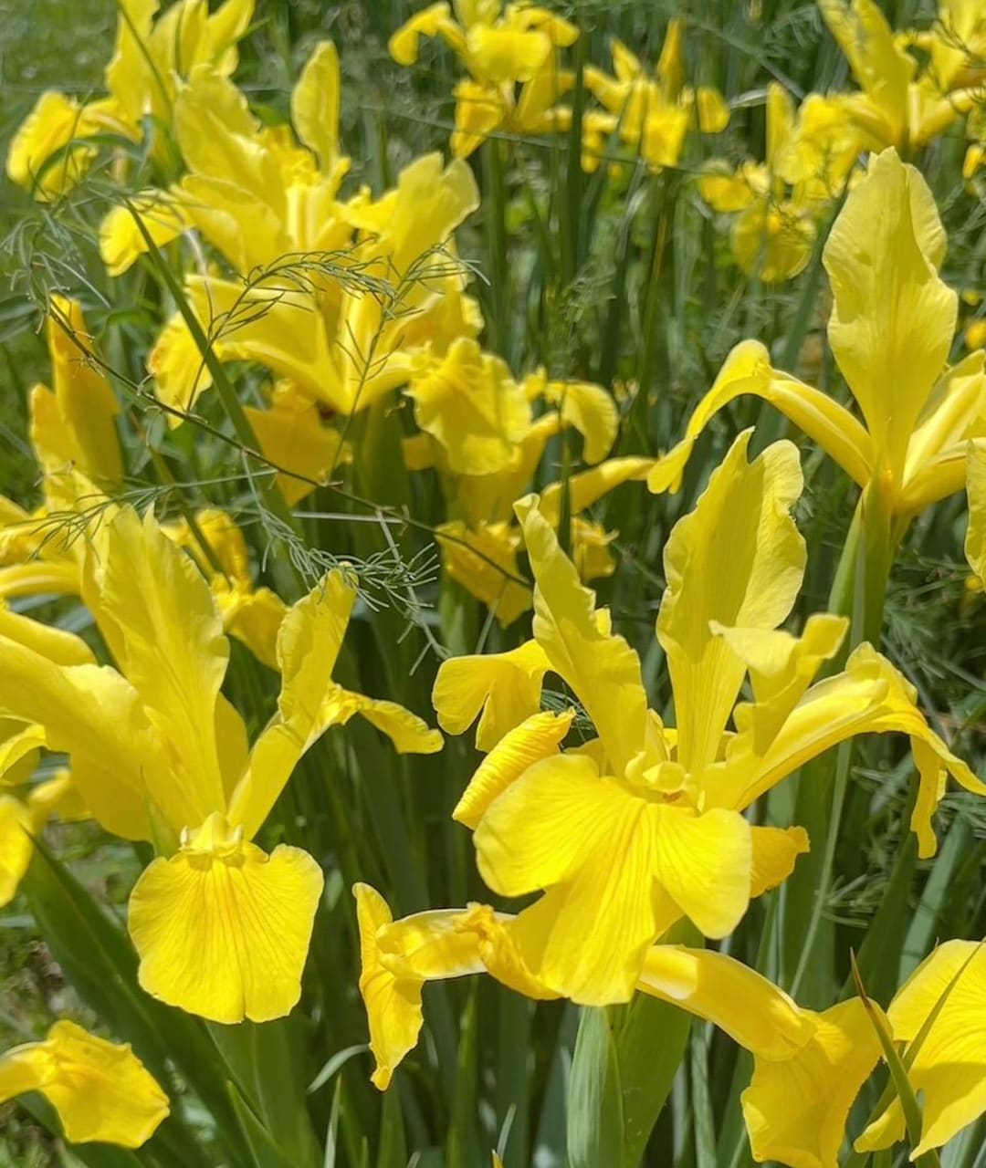 Siberian Iris “ceasers Brother” & Spuria Iris “sunny Day”, Iris ...