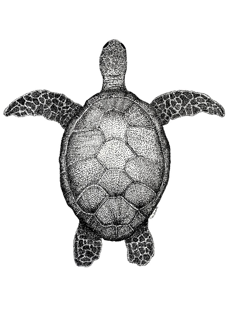 Sea Turtle Print - Etsy
