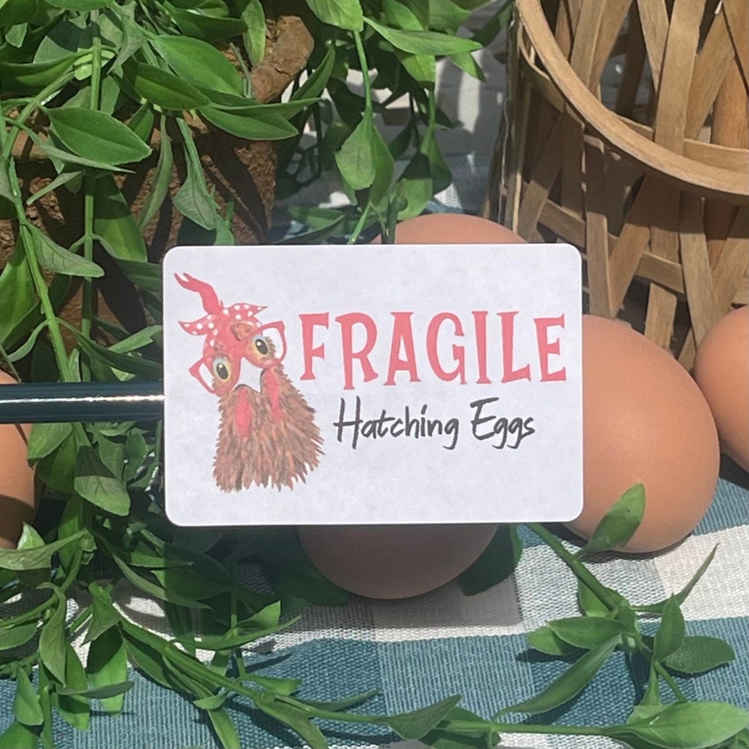 40 Fragile Hatching Eggs Labels Stickers - Etsy
