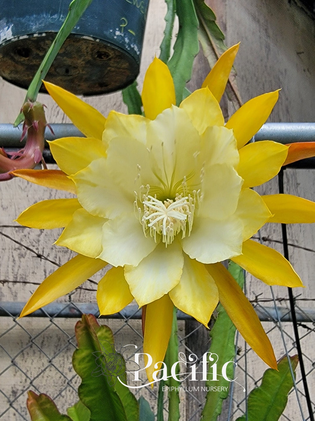 Epiphyllum Plant - French Gold - Etsy