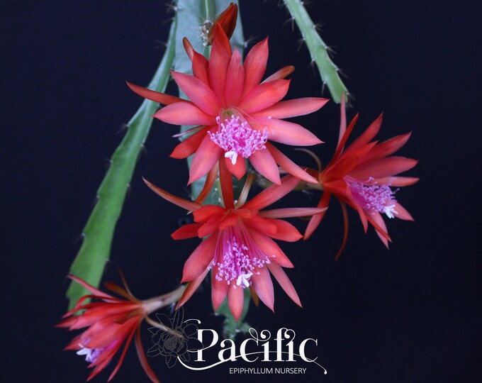 Epiphyllum Cactus Super Big Pink Epi Bloom Flower (1 Cutting) Queen of ...
