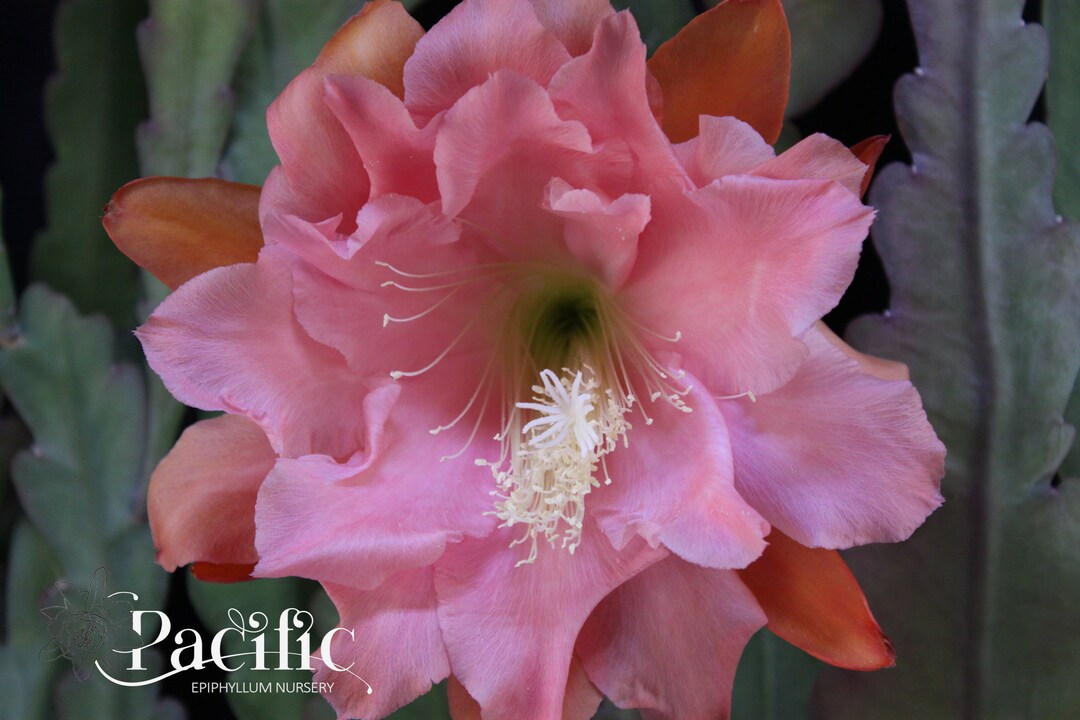 Epiphyllum Plant - Doris Pittman - Etsy