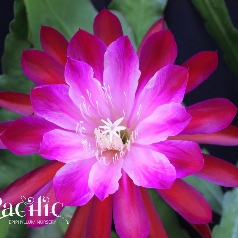 Epiphyllum - Etsy