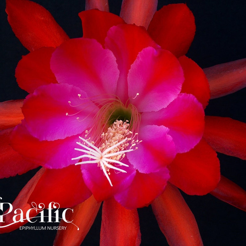 Epiphyllum Plant - Etsy