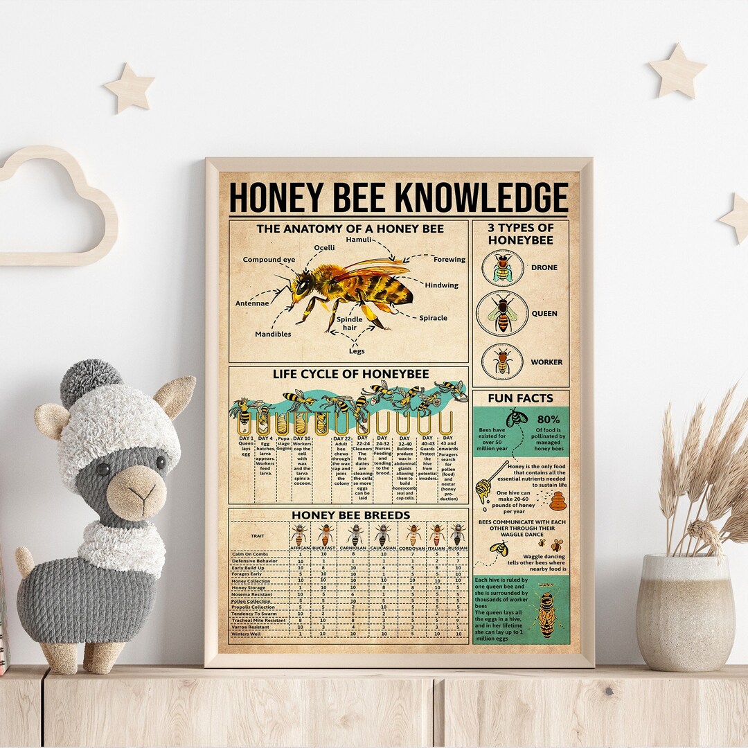 Honey Bee Knowledge Poster, Life Cycle of Honeybee, 3 Types of Bees ...