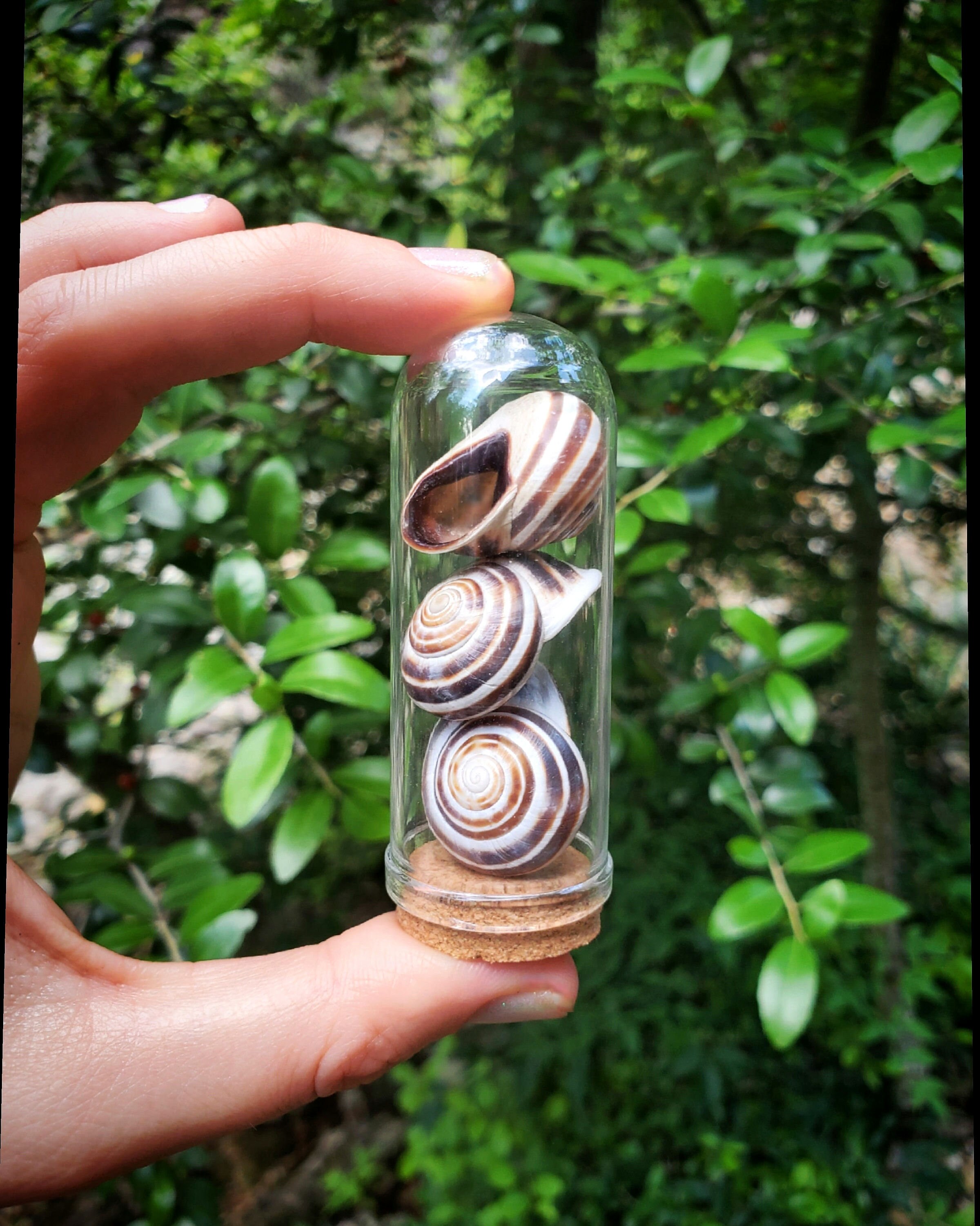 Real White Brown Striped Snail Shells Bookshelf Small Glass Cork Jar ...