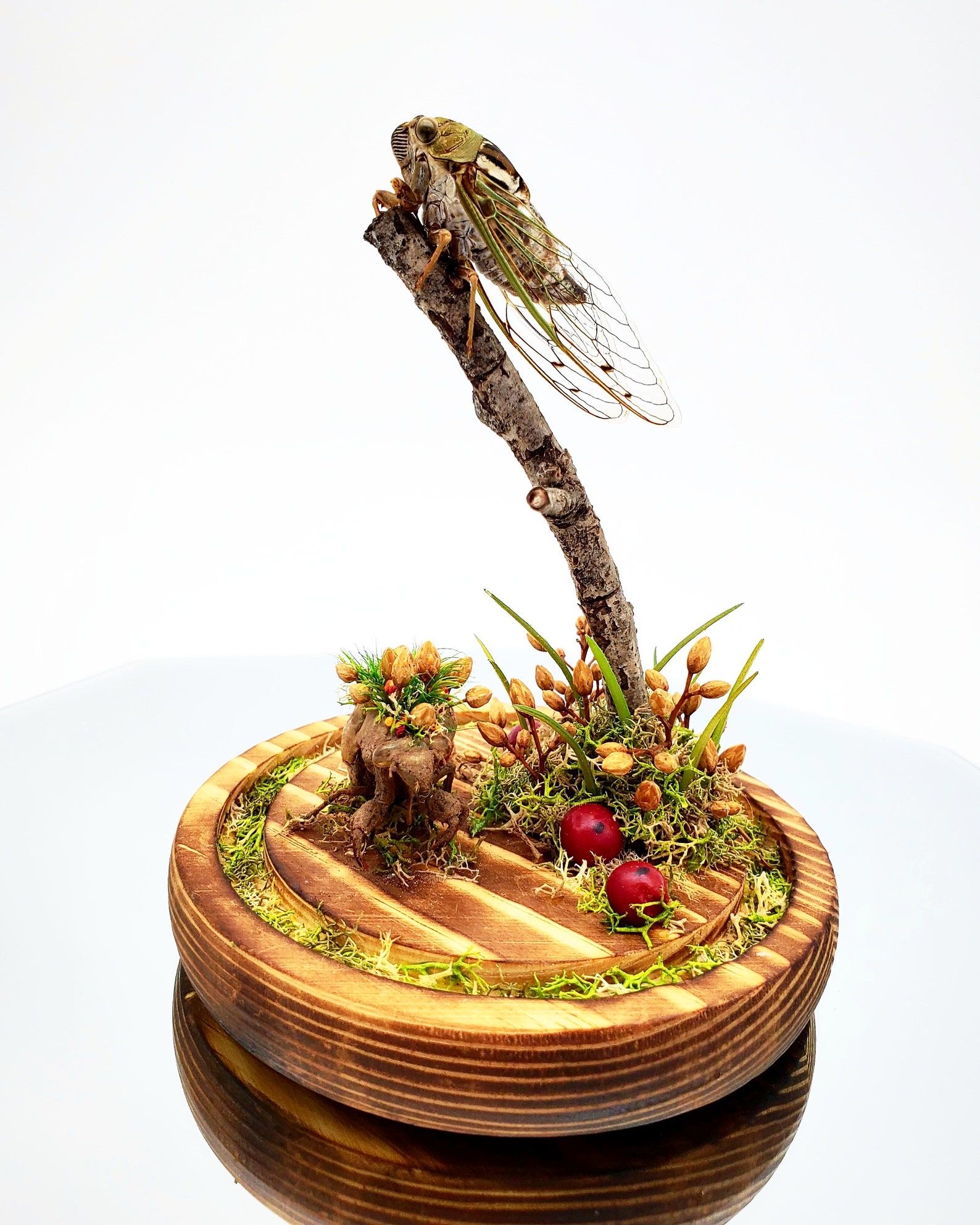 Handmade Real Cicada Austin Texas Shelf Cloche Terrarium Exoskeleton ...
