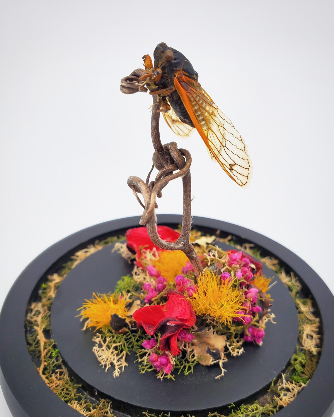 Handmade Virginia Cicada Bookshelf Wood Glass Terrarium Art Witchy ...