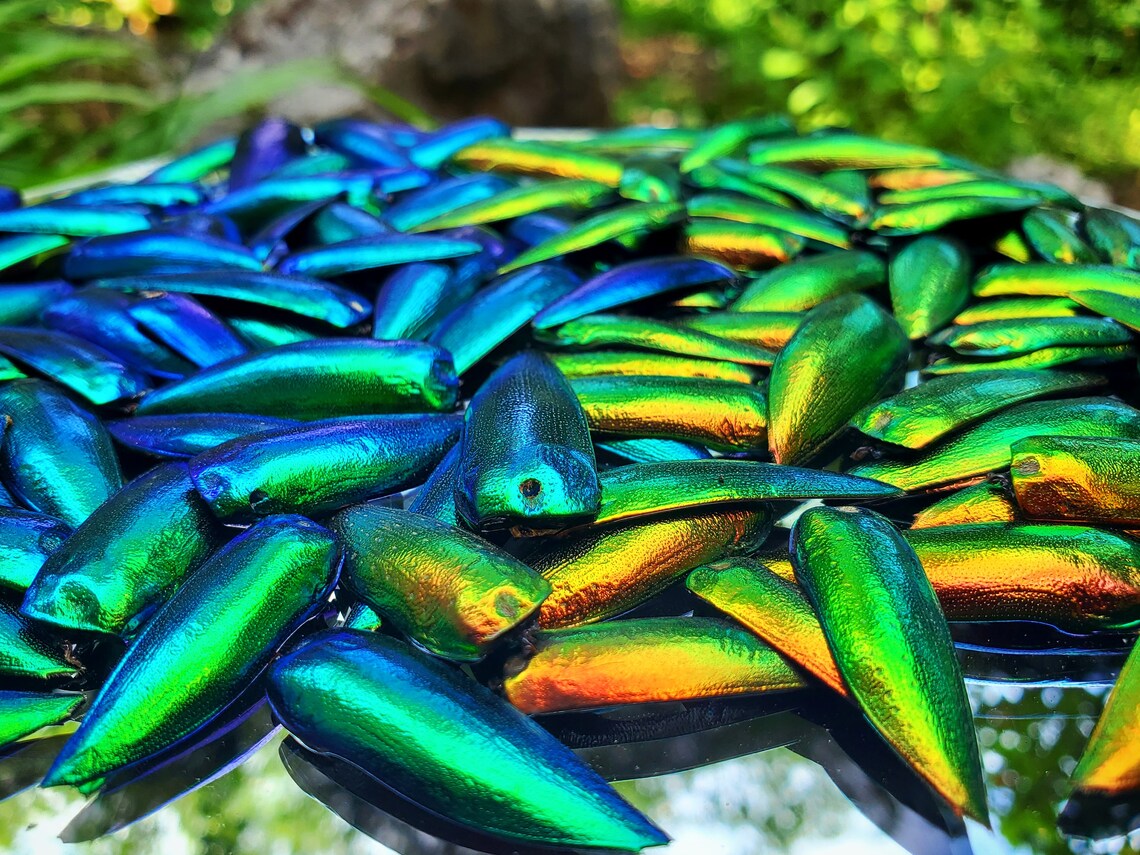 Real Jewel Beetle Wings Thailand Fairy Bookshelf Small Glass Cork Jar ...