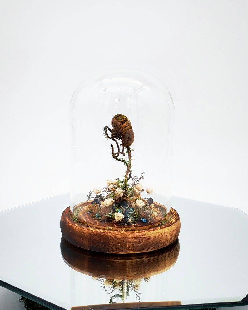 Handmade Cicada Exoskeleton Wood Glass Shelf Art Display Flower Plant ...