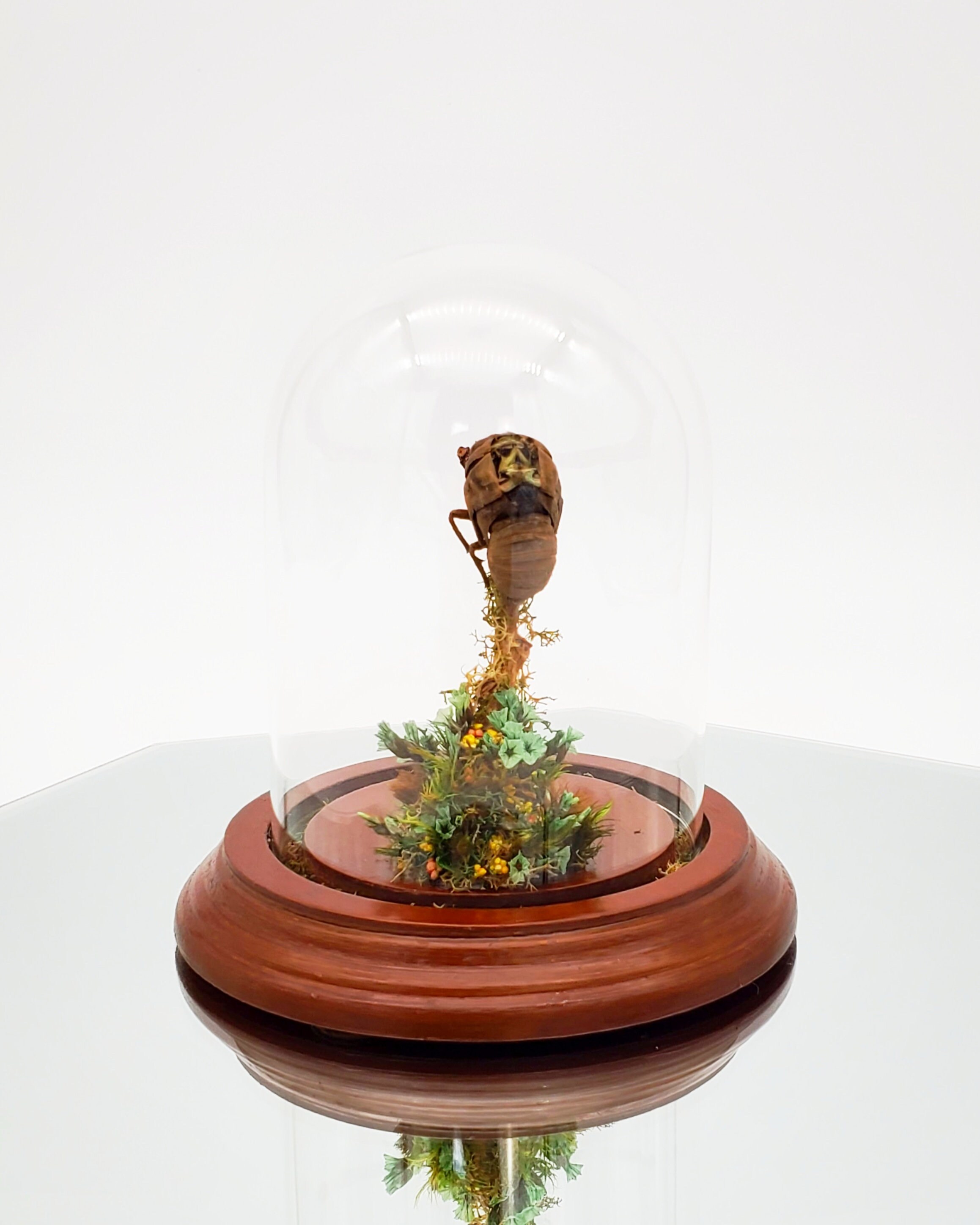 Handmade Cicada Exoskeleton Shell Bookshelf Jar Glass Cloche Taxidermy ...