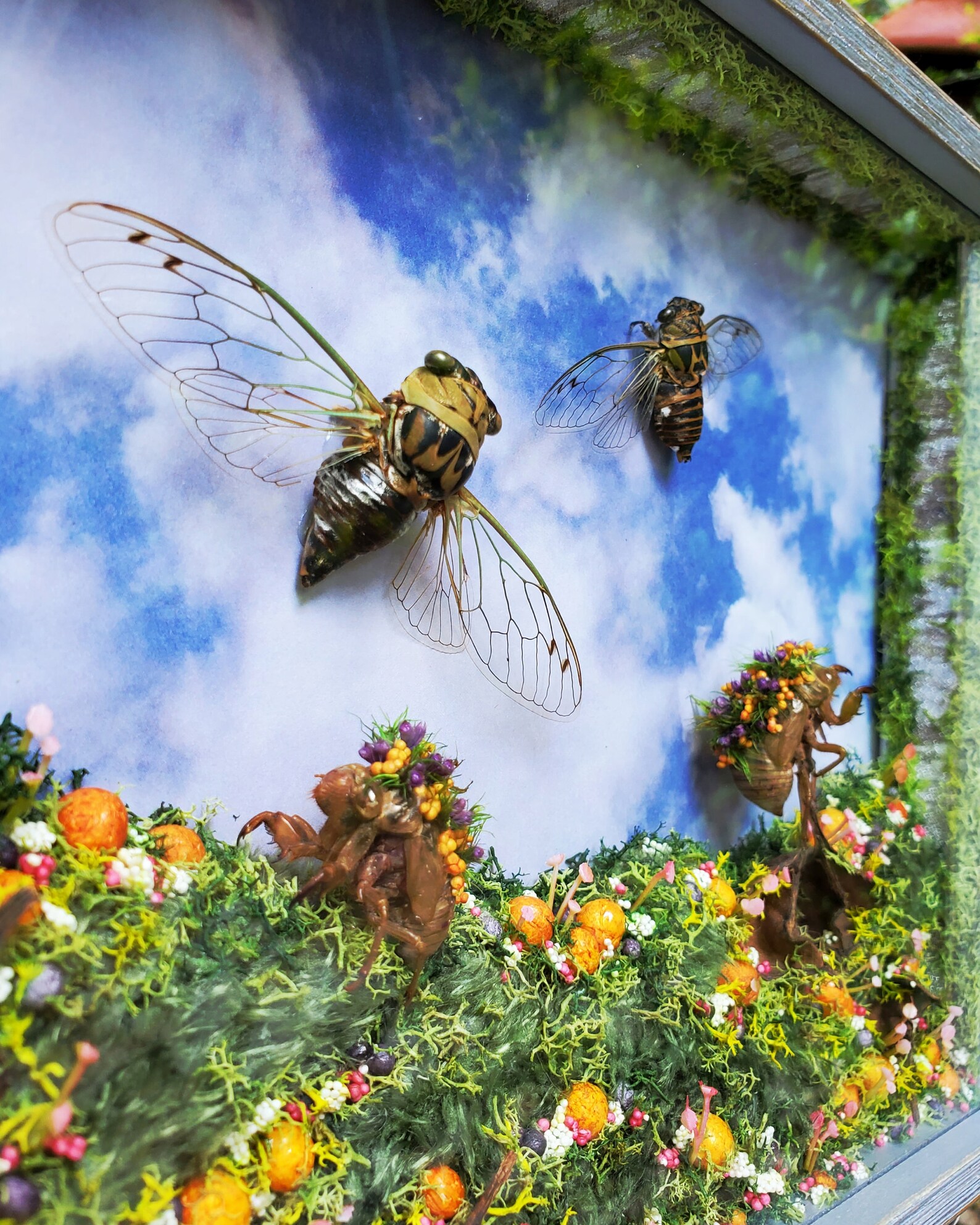 Handmade Real Cicada Terrarium Bookshelf Shadow Box Wall Frame Cloud ...