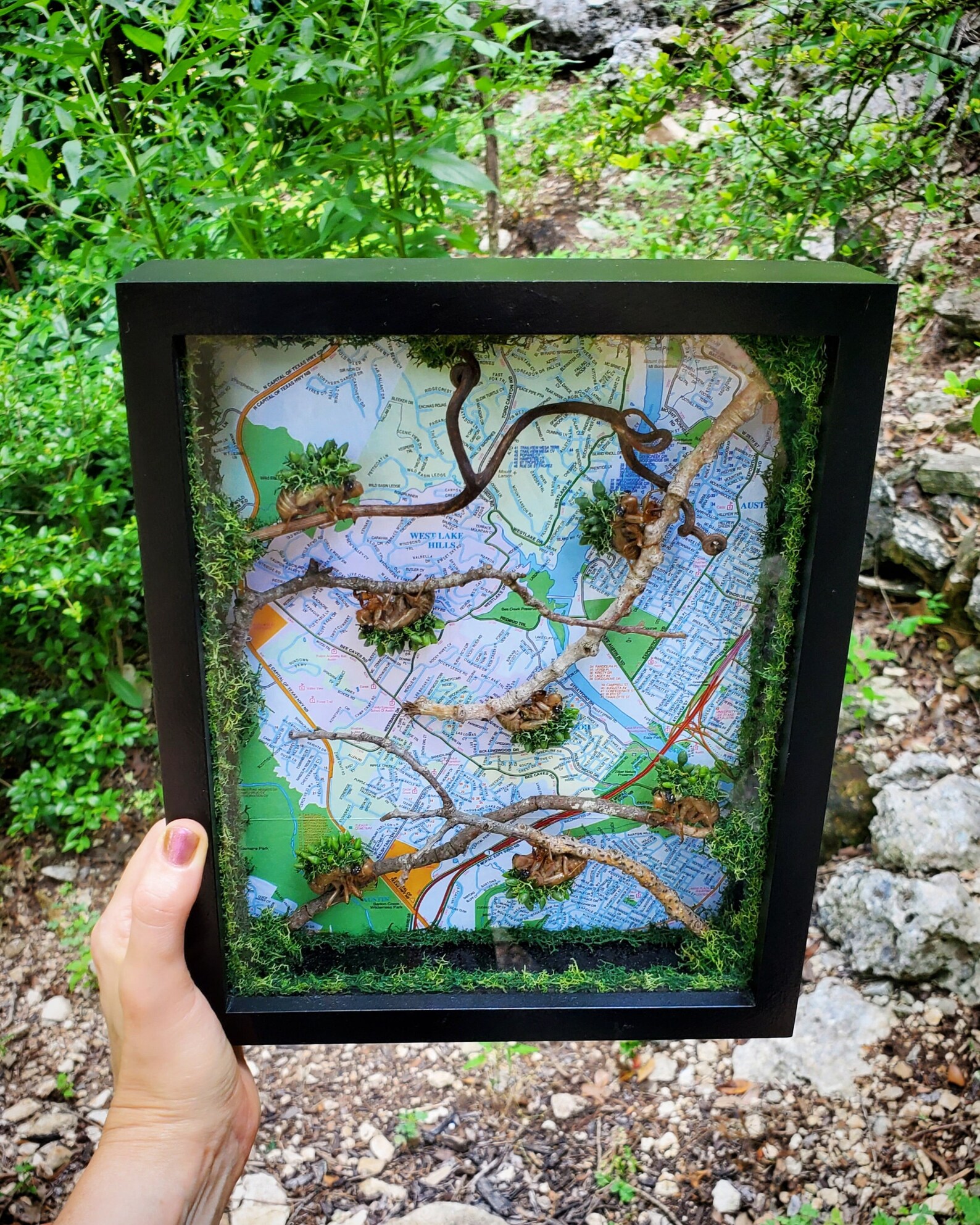 Handmade Real Cicada Terrarium Curiosity Frame Art Nature Austin Texas Map Lover Mounted Insect ...