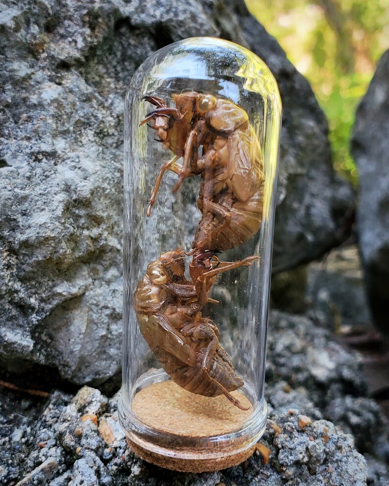 Real Natural Cicada Exoskeleton Taxidermy Bookshelf Jar Display Texas ...