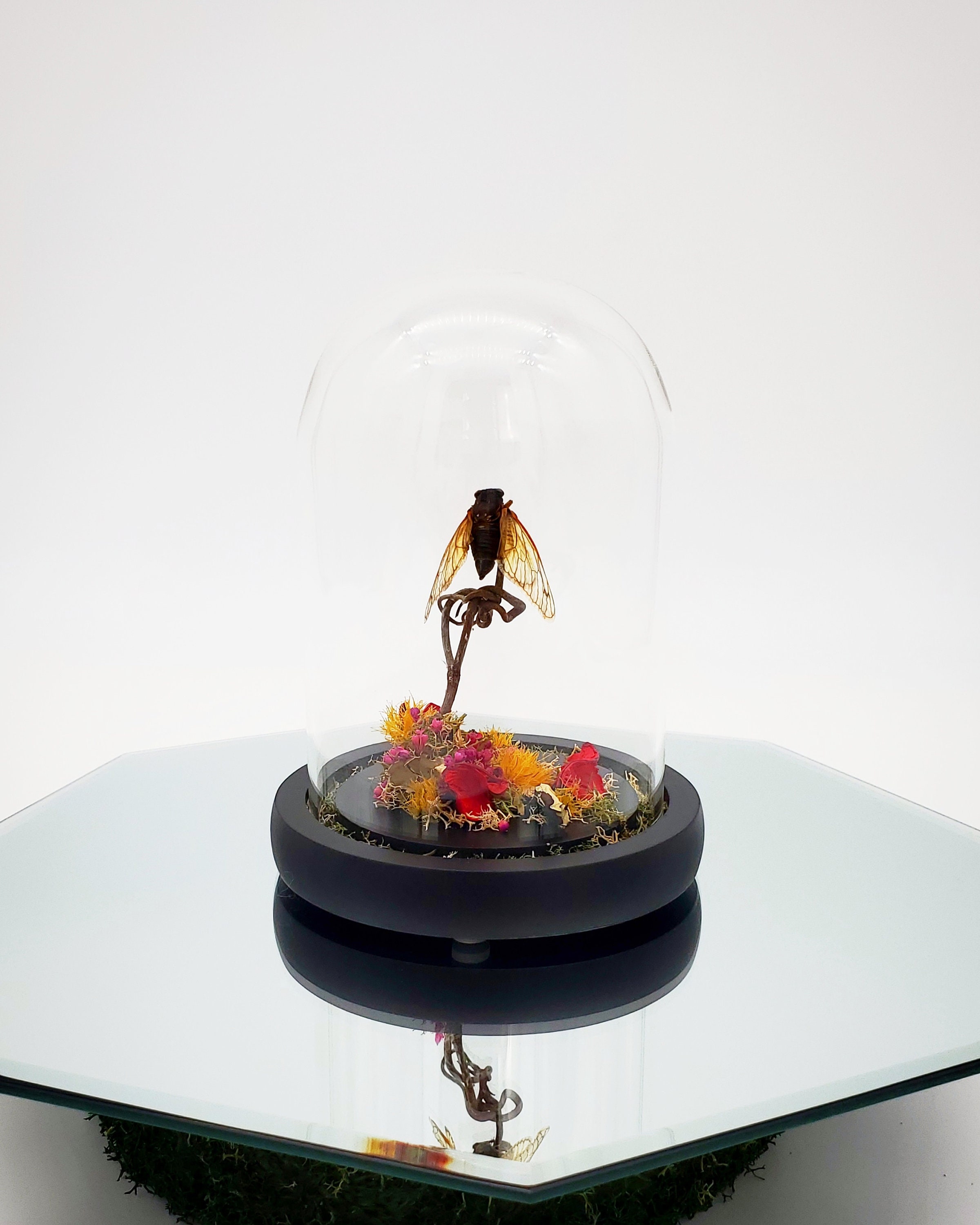 Handmade Virginia Cicada Bookshelf Wood Glass Terrarium Art Witchy ...