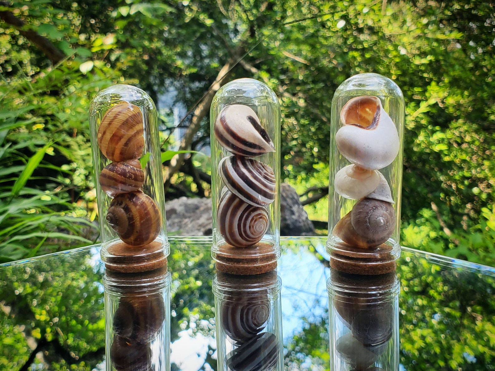 Real White Brown Striped Snail Shells Bookshelf Small Glass Cork Jar ...