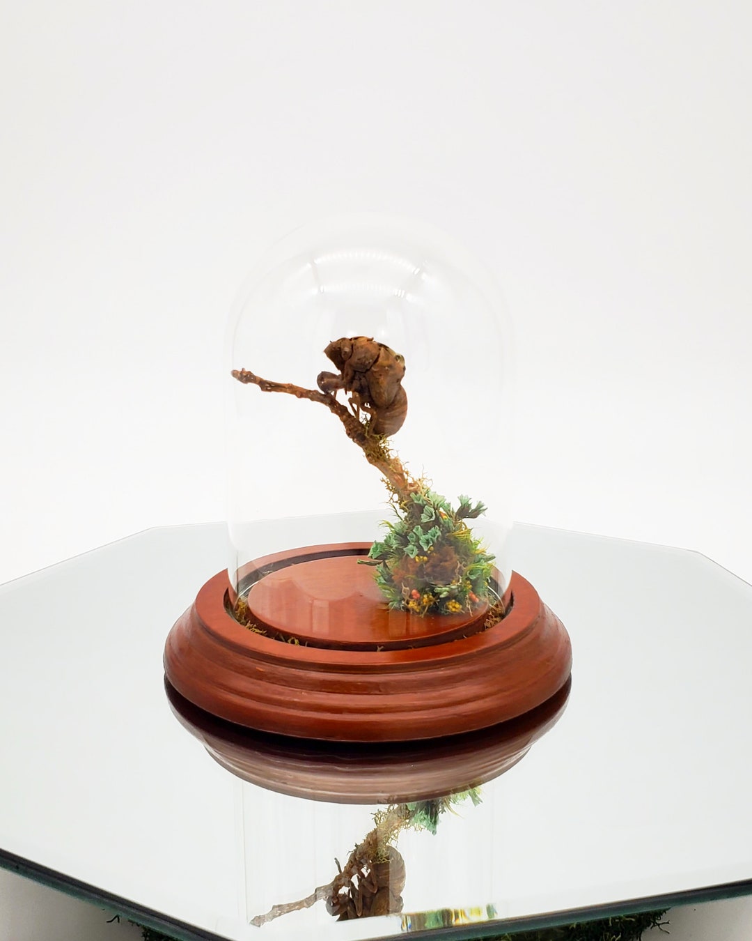 Handmade Cicada Exoskeleton Shell Bookshelf Jar Glass Cloche Taxidermy ...