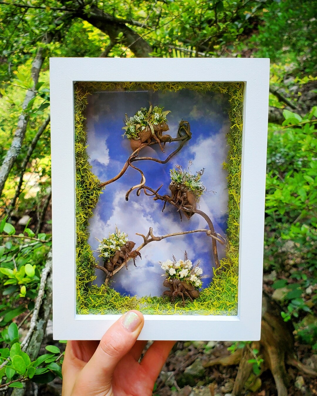 Handmade Real Mounted Cicada Exoskeletons Terrarium White Wall Frame ...