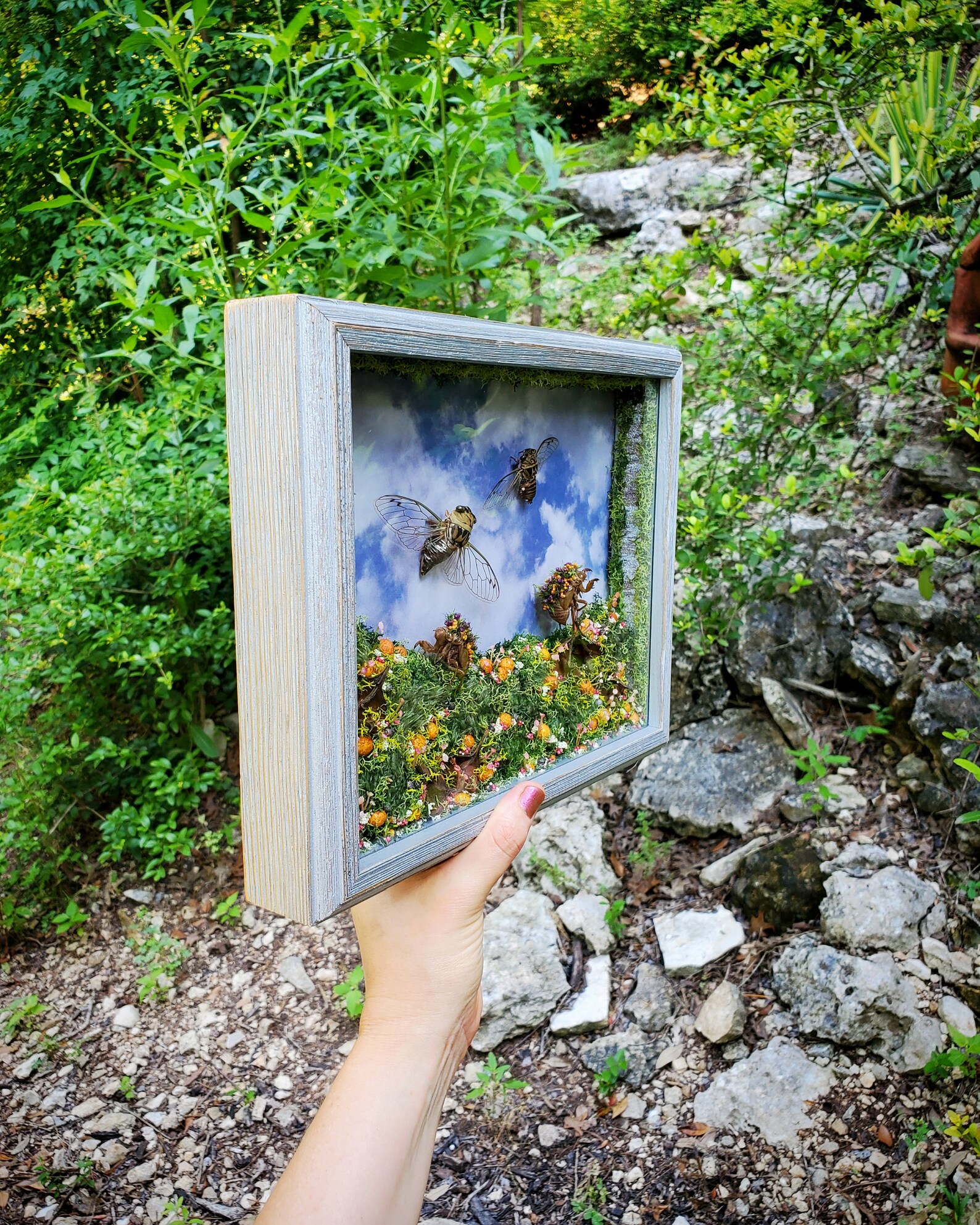 Handmade Real Cicada Terrarium Bookshelf Shadow Box Wall Frame Cloud ...