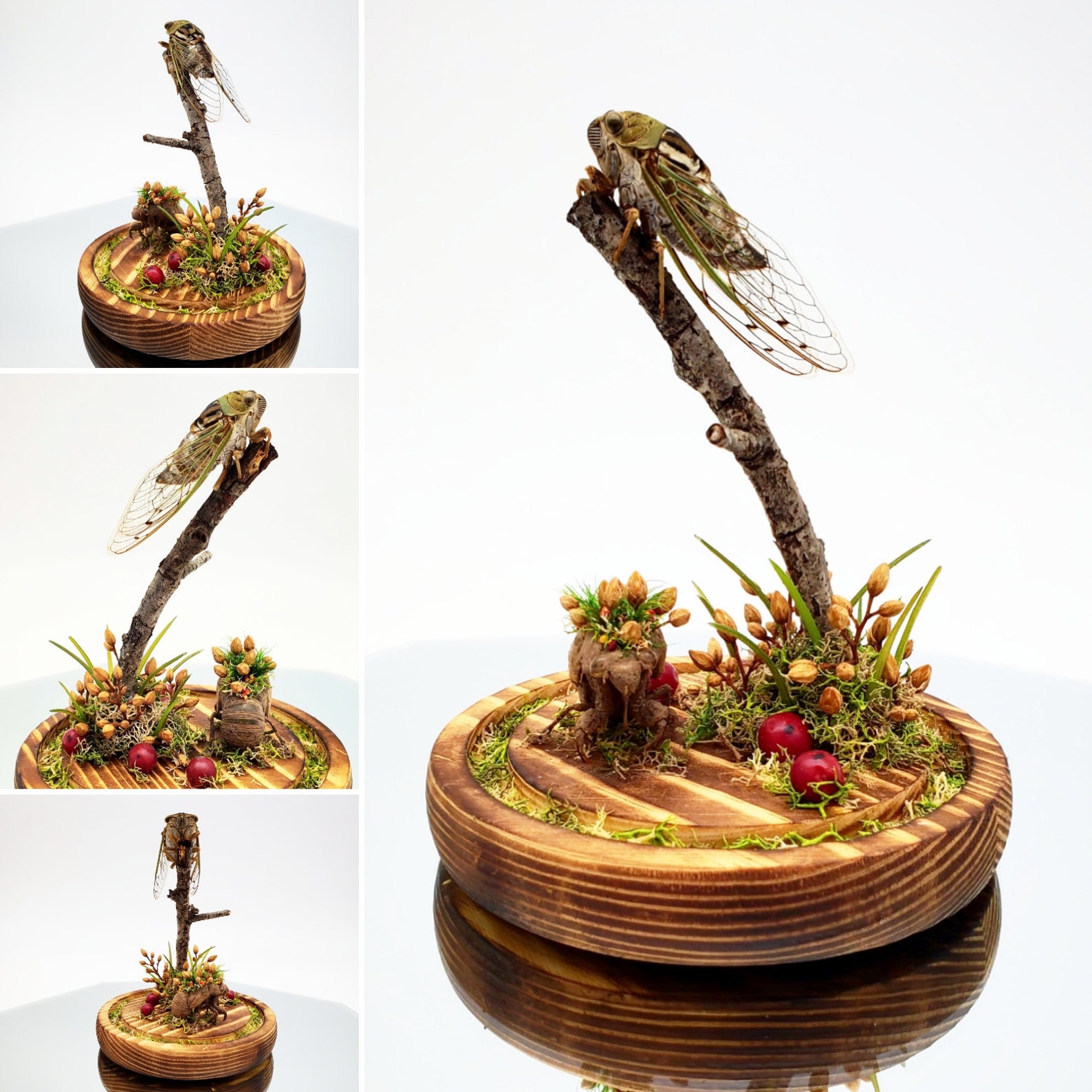 Handmade Real Cicada Austin Texas Shelf Cloche Terrarium Exoskeleton ...