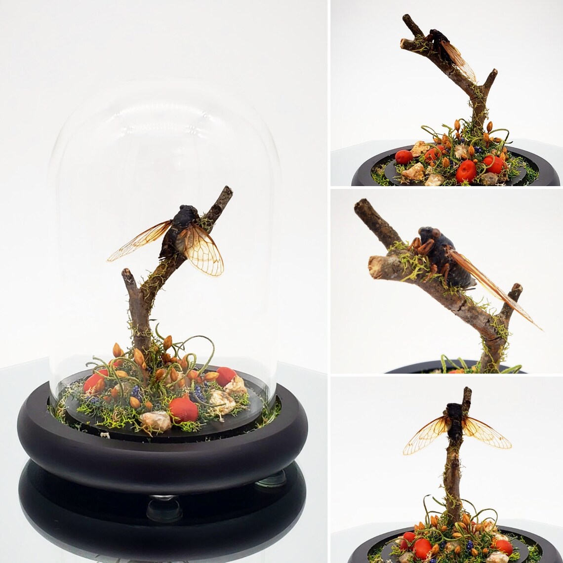 Handmade Gothic Virginia Cicada Shelf Black Glass Wood Cloche Bookshelf ...